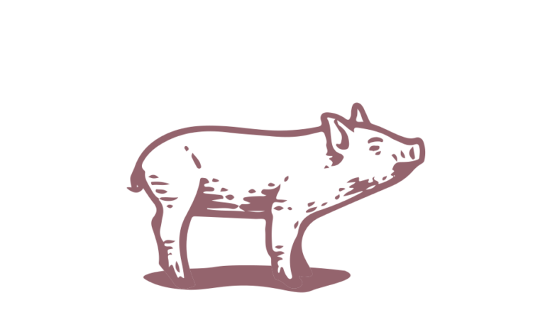 Pig 101 » Wholestone Farms